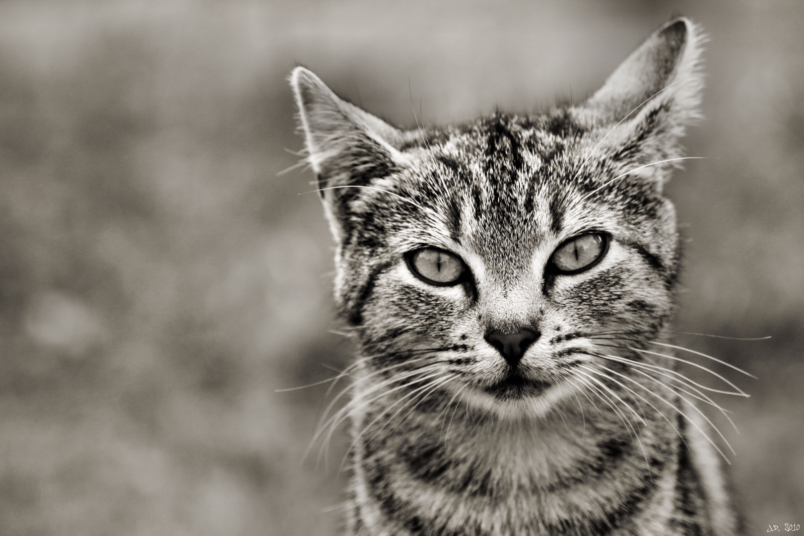 katzenportrait Foto & Bild | tiere, haustiere, katzen Bilder auf fotocommunity