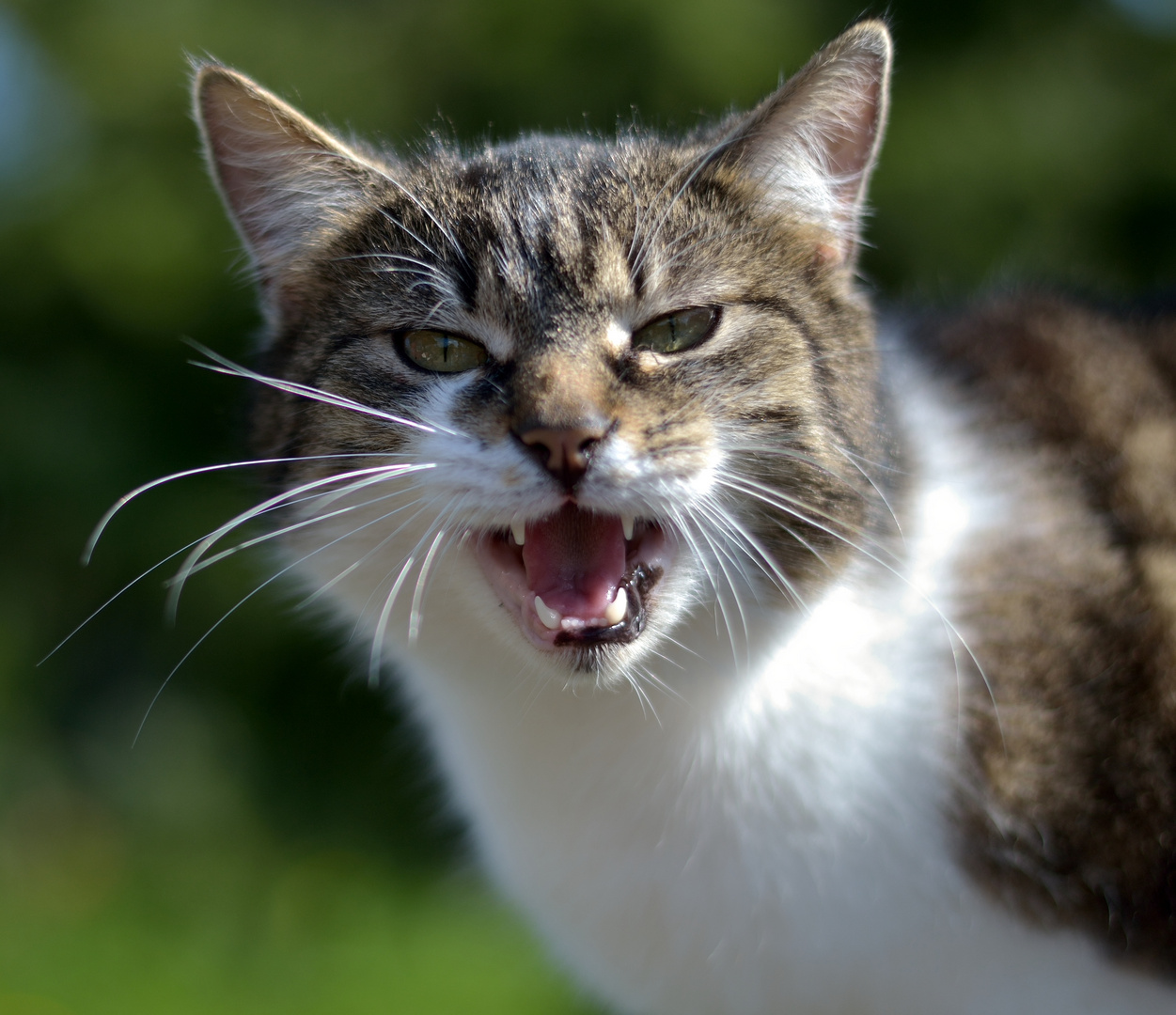 Katzenportrait Foto & Bild | tiere, katze, natur Bilder auf fotocommunity