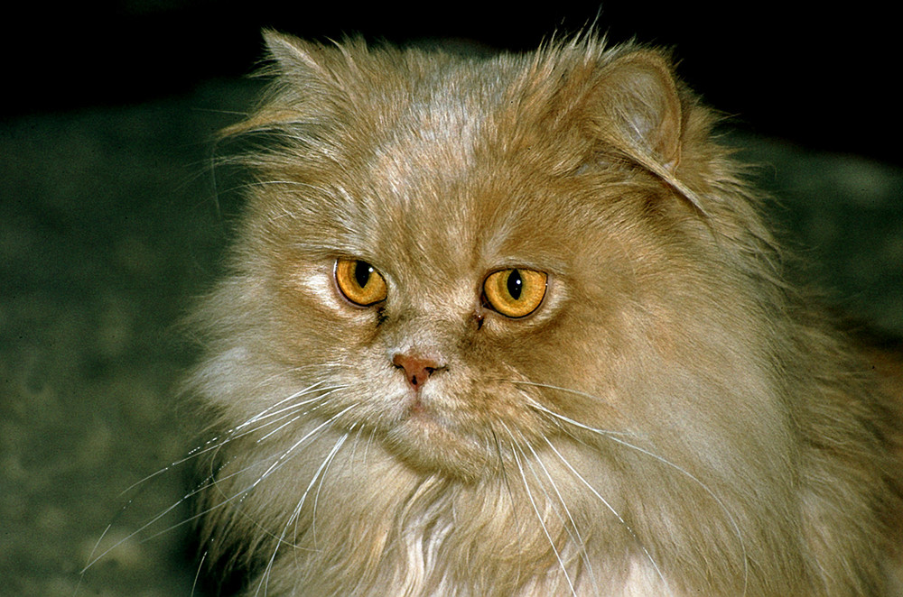 Katzenportrait Foto & Bild | tiere, haustiere, ku nat Bilder auf fotocommunity