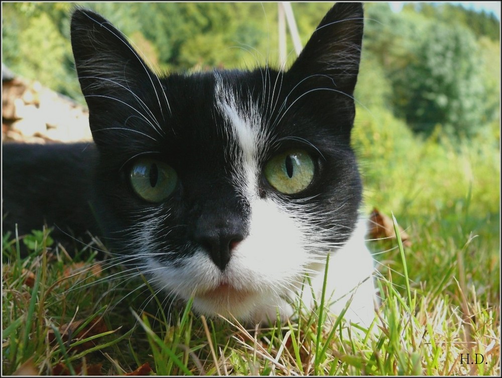 Katzenportrait Foto & Bild | tiere, haustiere, katzen Bilder auf fotocommunity