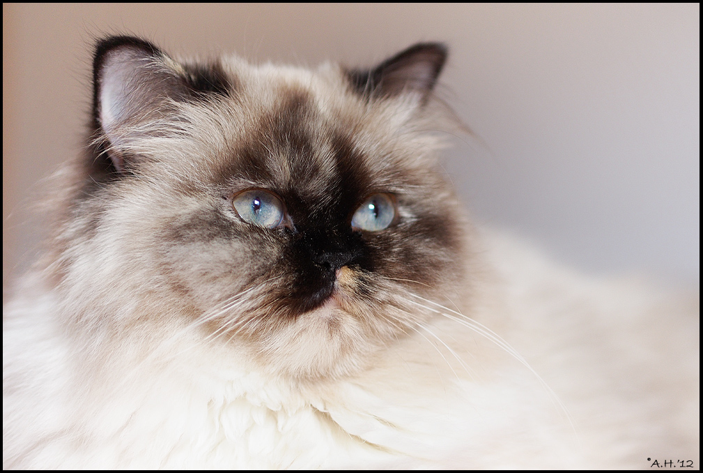 Katzenportrait Foto & Bild | tiere, haustiere, katzen Bilder auf fotocommunity