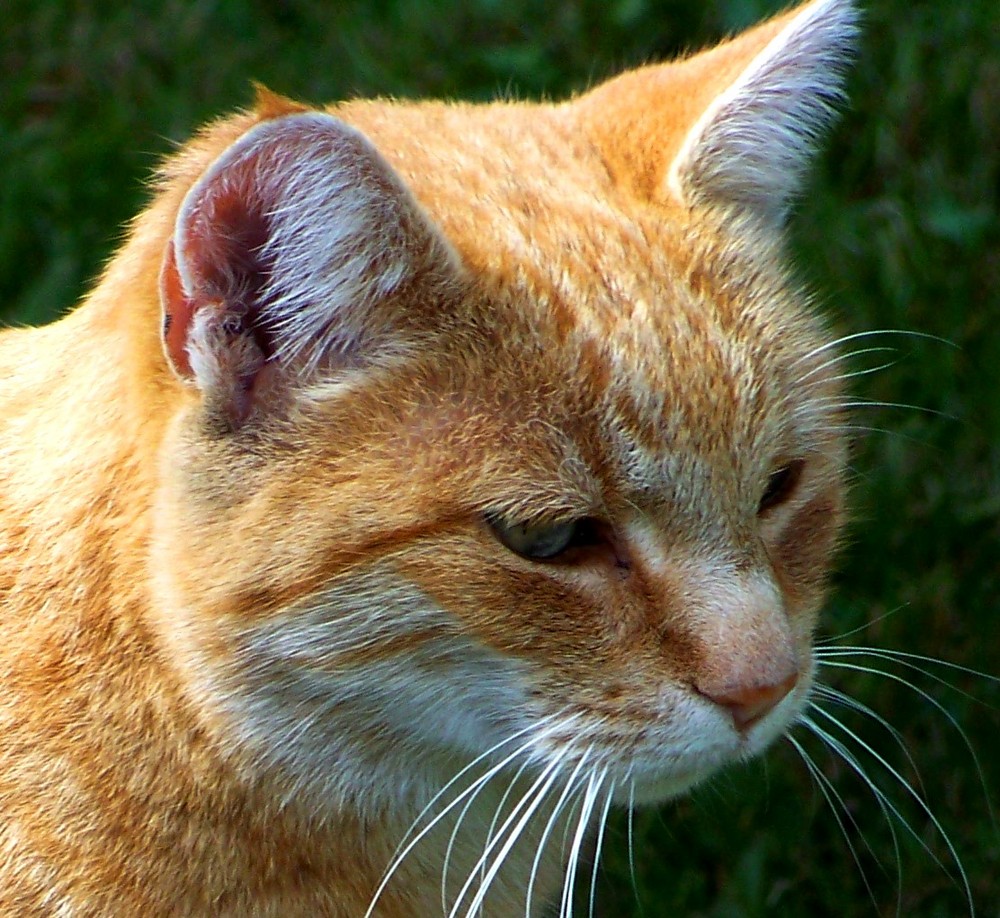 Katzenportrait Foto & Bild | tiere, haustiere, katzen Bilder auf fotocommunity