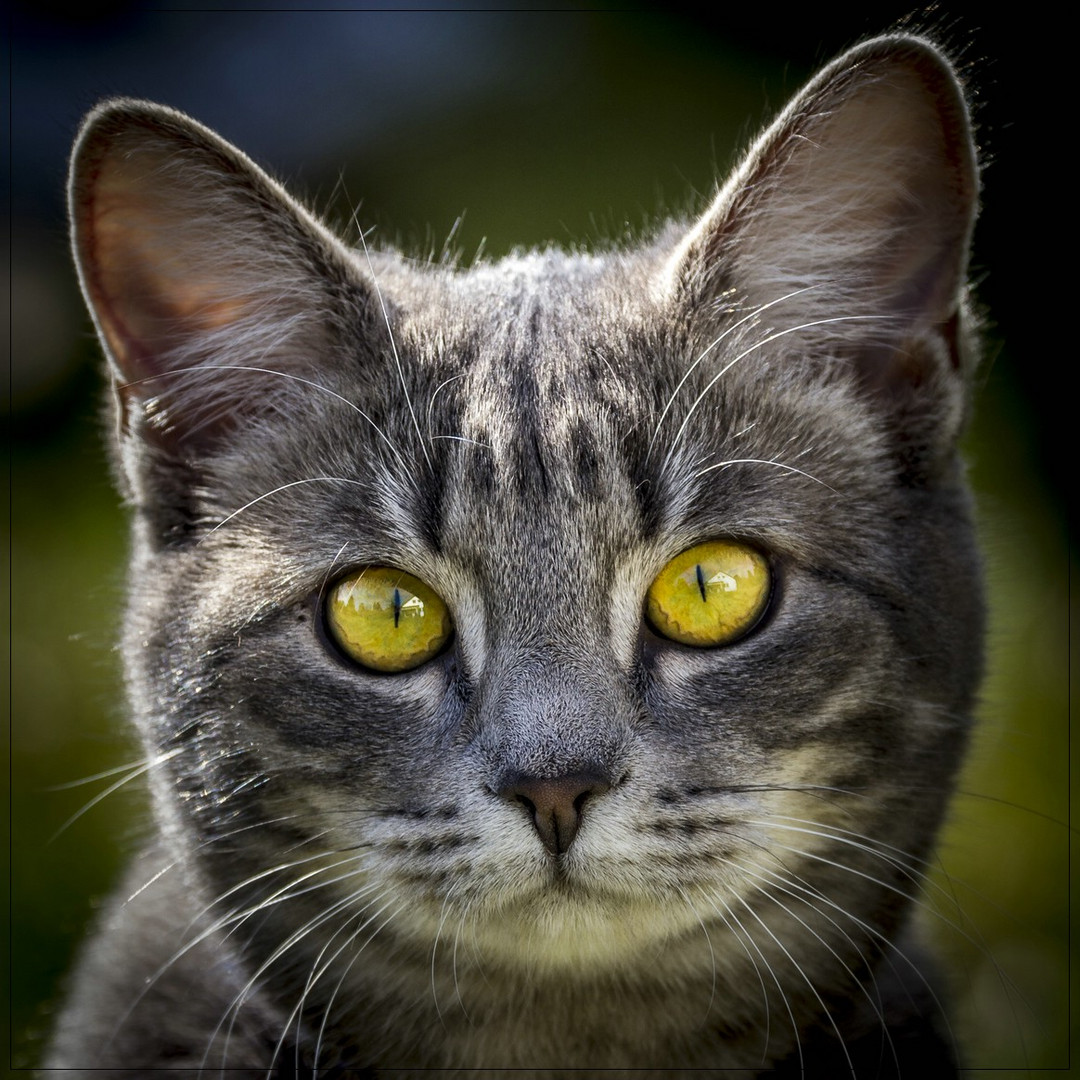 Katzenportrait Foto & Bild | tiere, haustiere, katzen Bilder auf fotocommunity