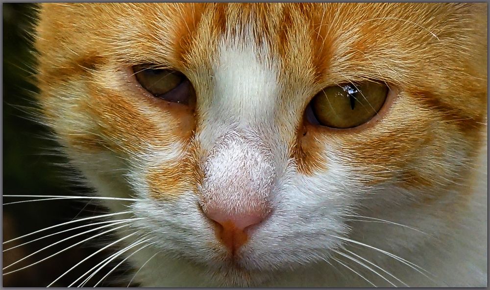 Katzenportrait Foto & Bild | tiere, haustiere, katzen Bilder auf fotocommunity