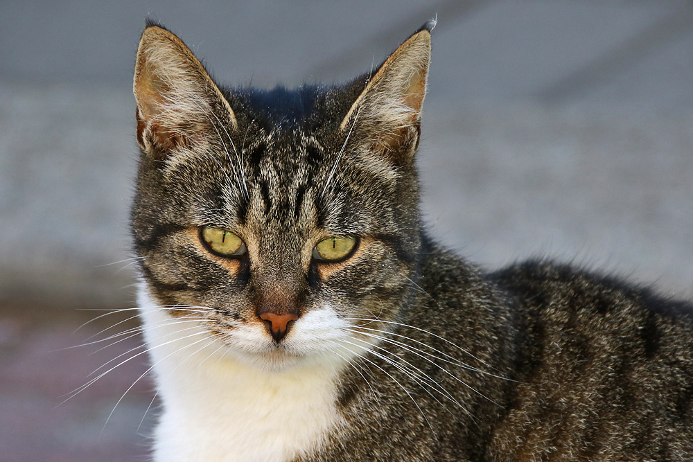 Katzenportrait Foto & Bild | tiere, haustiere, katzen Bilder auf fotocommunity