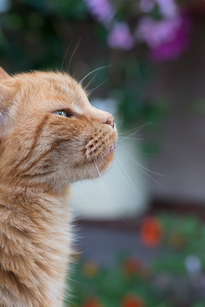 Katzenportrait Foto & Bild | tiere, haustiere, katzen Bilder auf fotocommunity