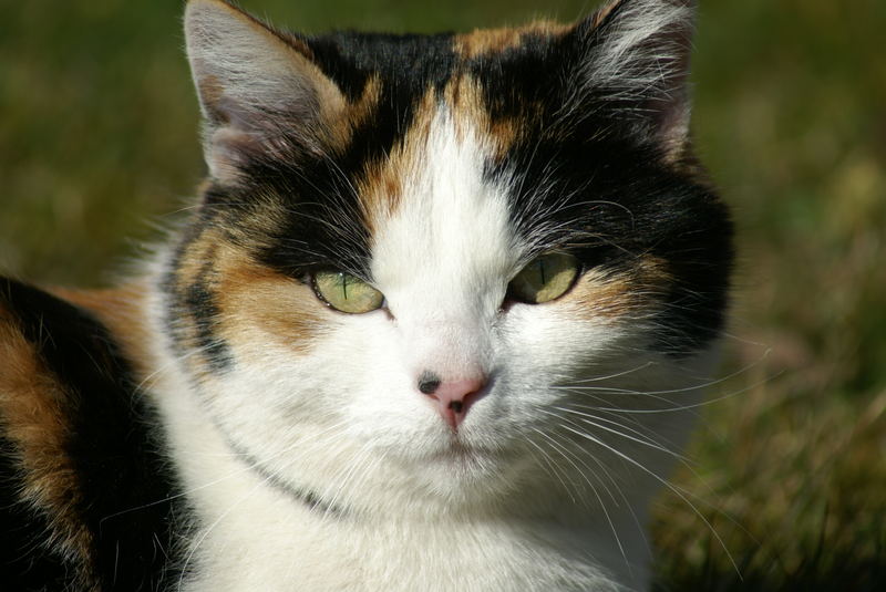 Katzenportrait Lilli Foto & Bild | tiere, haustiere, katzen Bilder auf fotocommunity