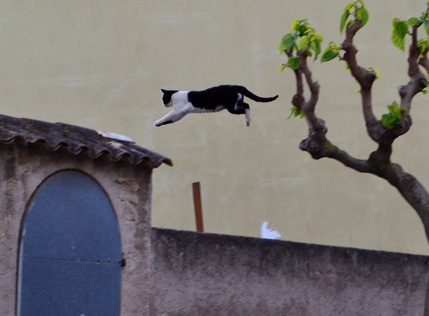 katzensprung Foto & Bild | tiere, haustiere, katzen Bilder auf ...