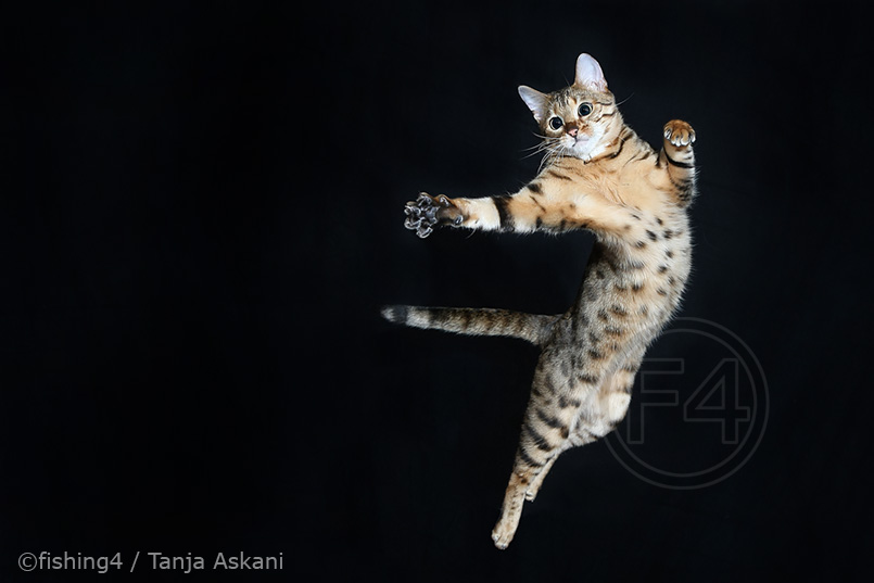 Katzensprung Foto & Bild | tiere, haustiere, katzen Bilder auf ...