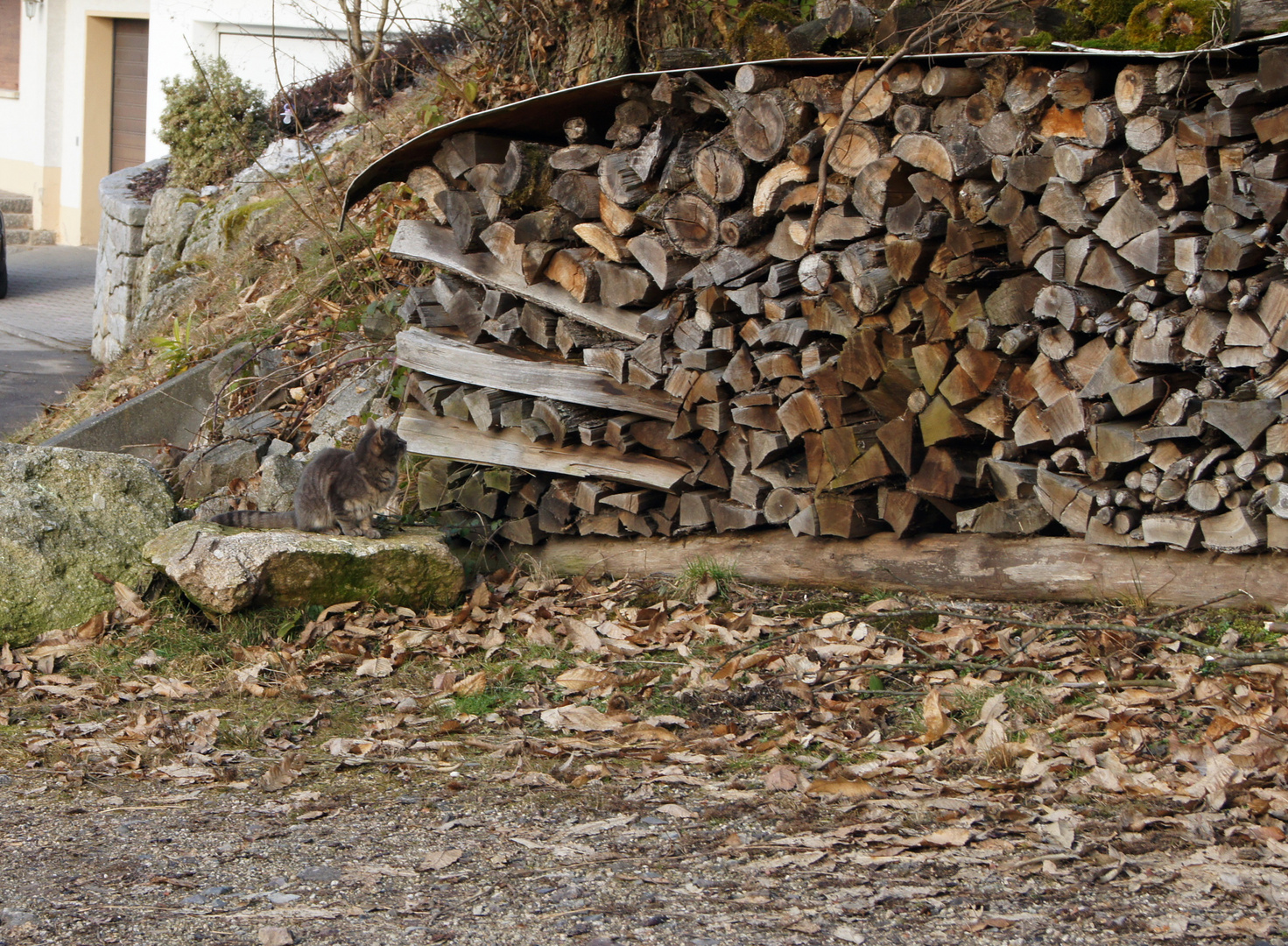 Katzesuchbild ;) Foto & Bild | tiere, haustiere, natur Bilder auf ...