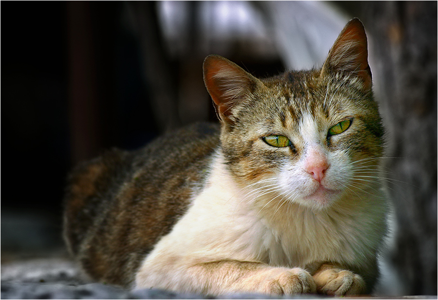 Katzi Foto & Bild | tiere, haustiere, katzen Bilder auf fotocommunity