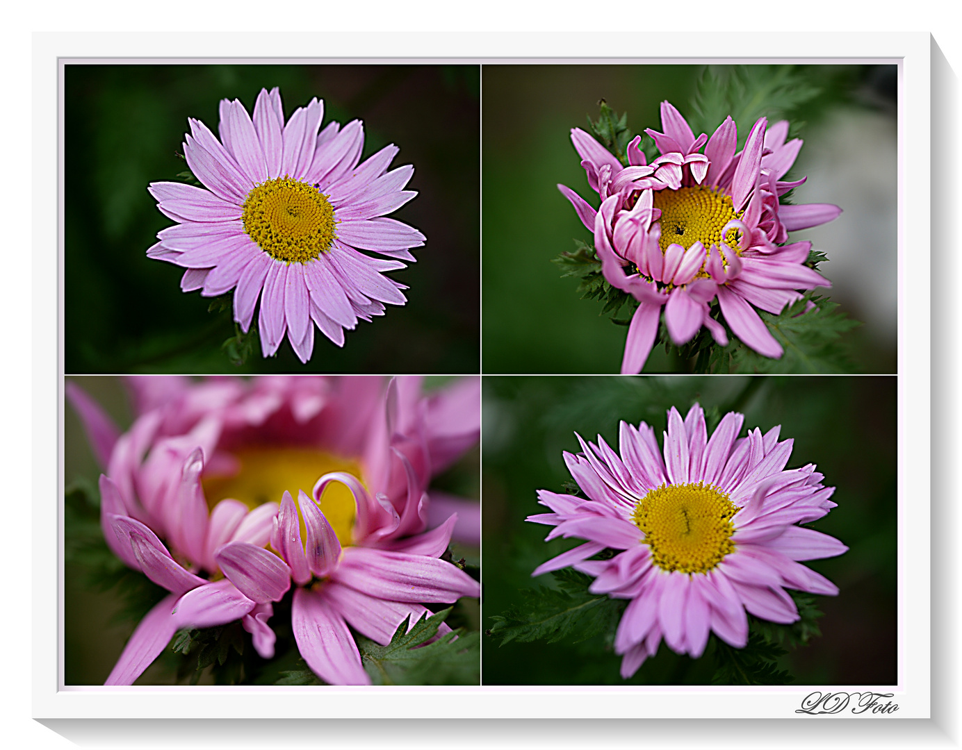Kaukasische Margerite Foto & Bild | blüten und pflanzen Bilder auf ...