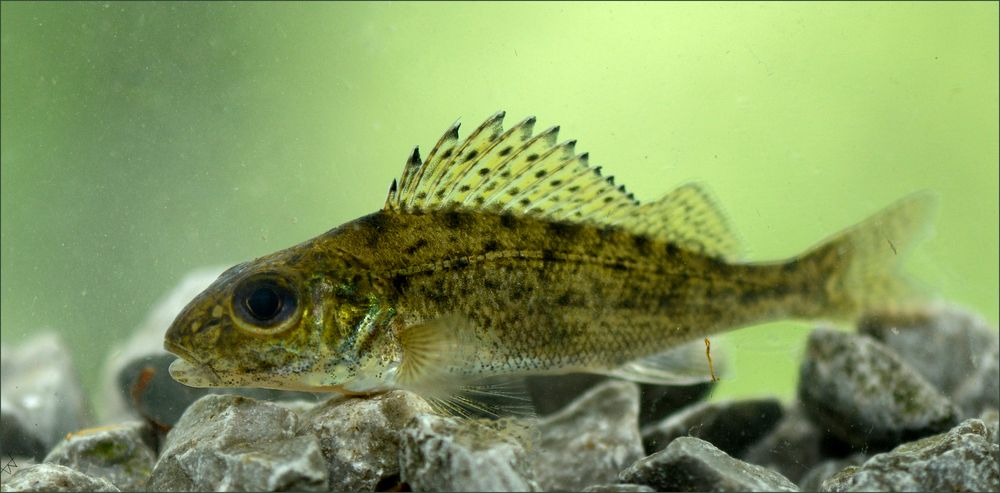 Kaulbarsch Foto & Bild | tiere, wildlife, fische Bilder auf fotocommunity