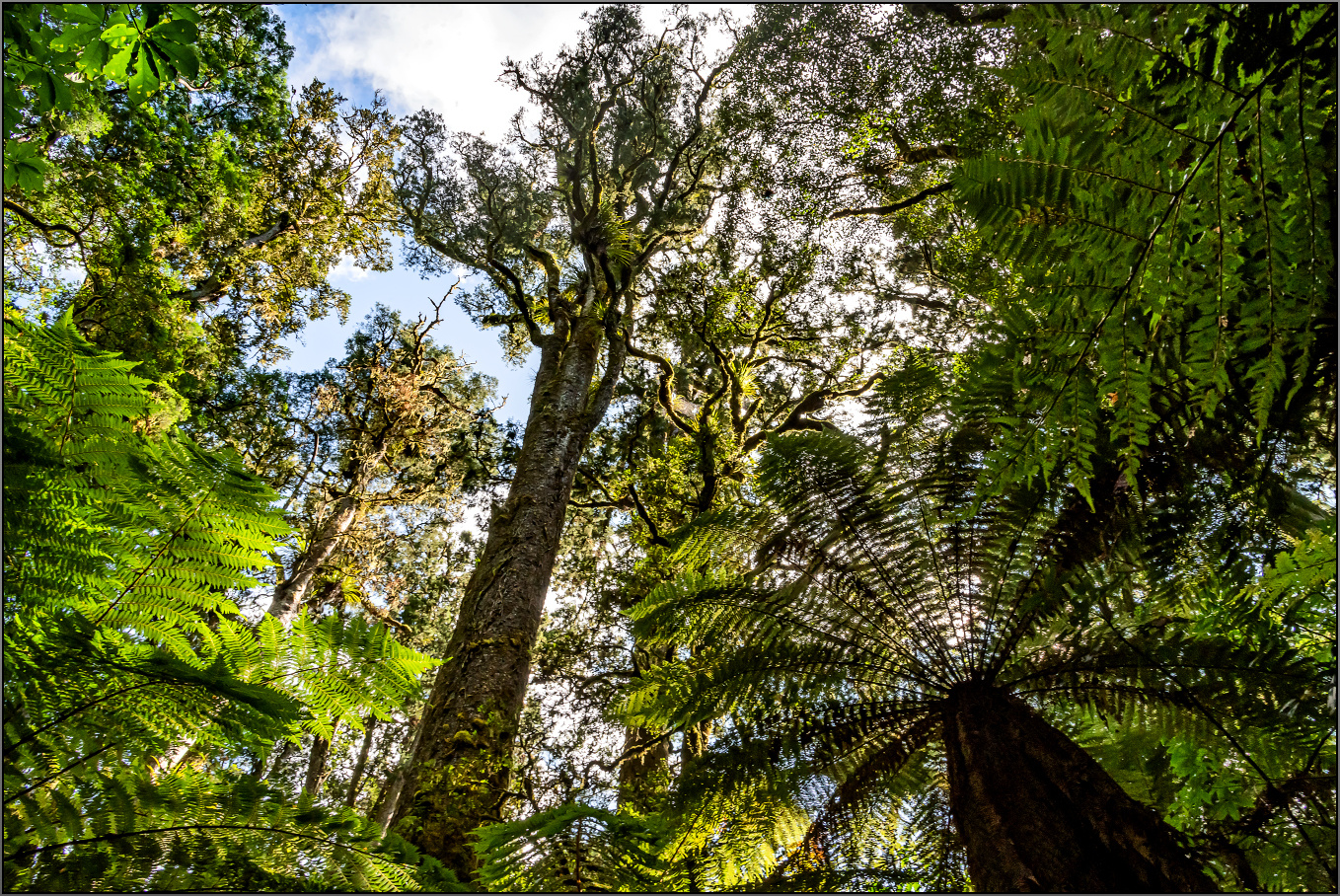 Kauri Foto & Bild | australia & oceania, new zealand, pflanzen, pilze ...