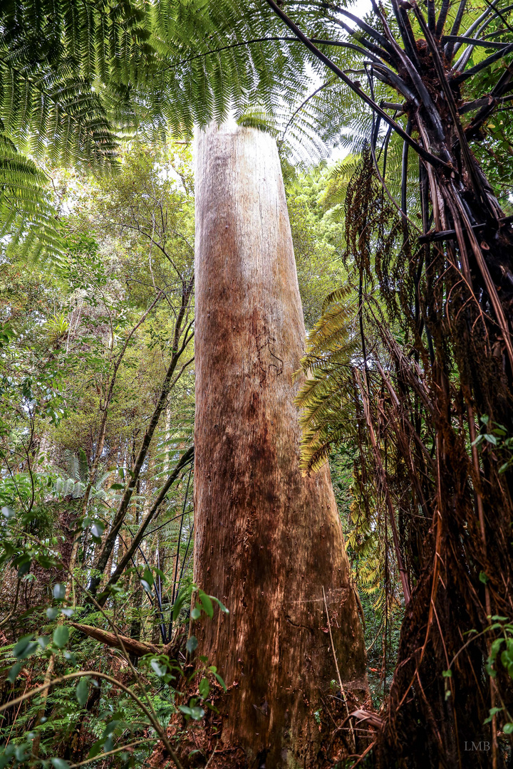 Kauri Tree Foto & Bild | australia & oceania, new zealand, pflanzen ...