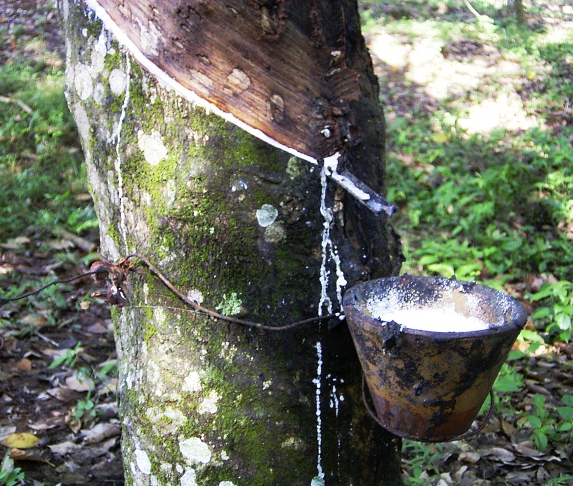 Kautschuk Foto & Bild | asia, malaysia, southeast asia Bilder auf ...