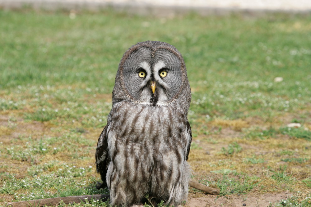 Kautz Foto & Bild | tiere, zoo, wildpark & falknerei, vögel Bilder auf ...