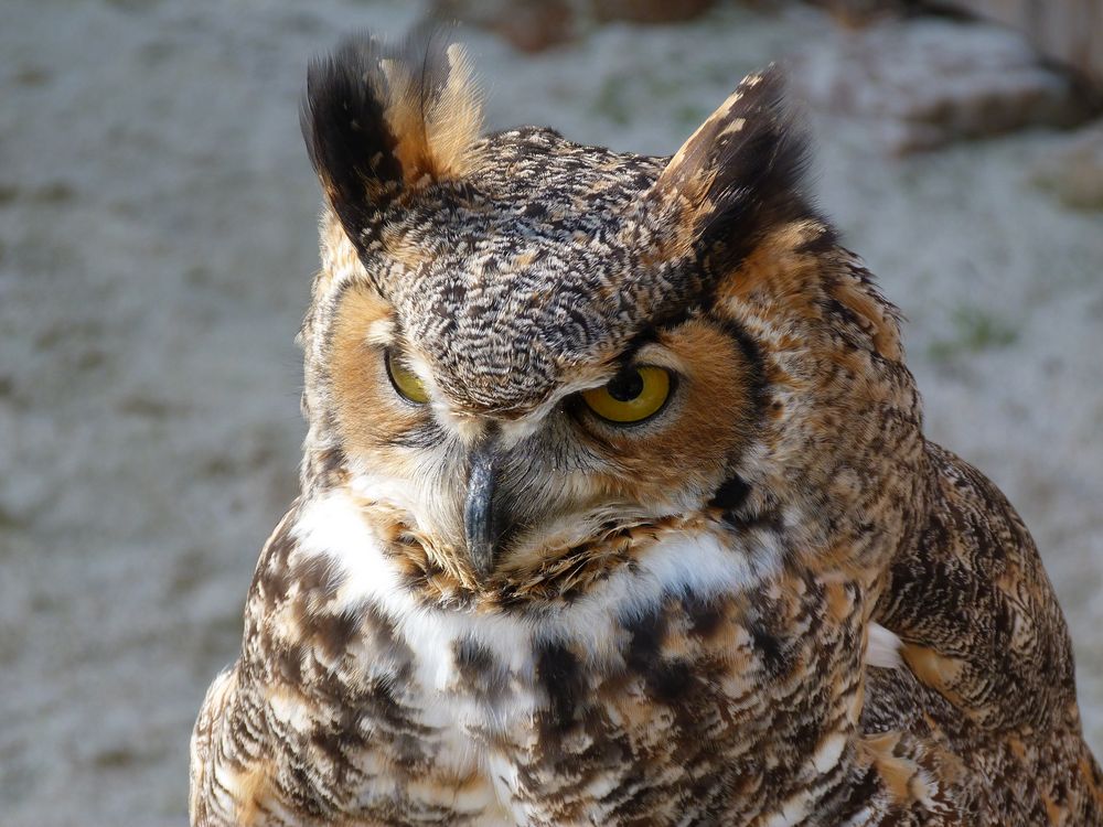 Kautz Foto & Bild | tiere, zoo, wildpark & falknerei, vögel Bilder auf ...