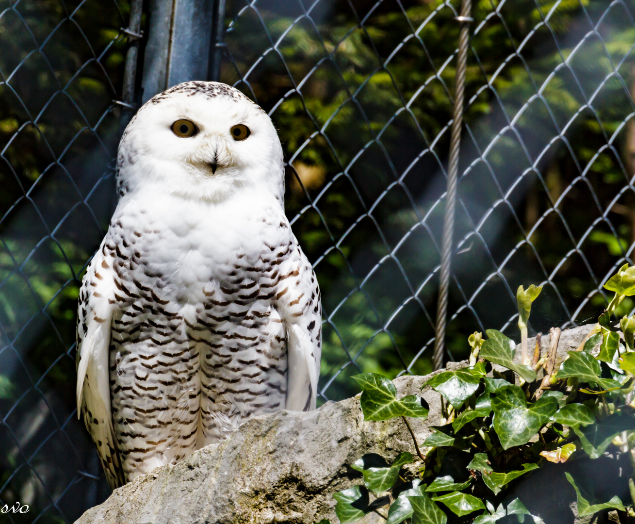 Kauz Foto & Bild | natur, tiere, vögel Bilder auf fotocommunity