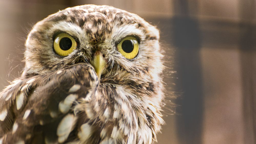 Kauz 1 Foto & Bild | tiere, zoo, wildpark & falknerei, zoo Bilder auf ...