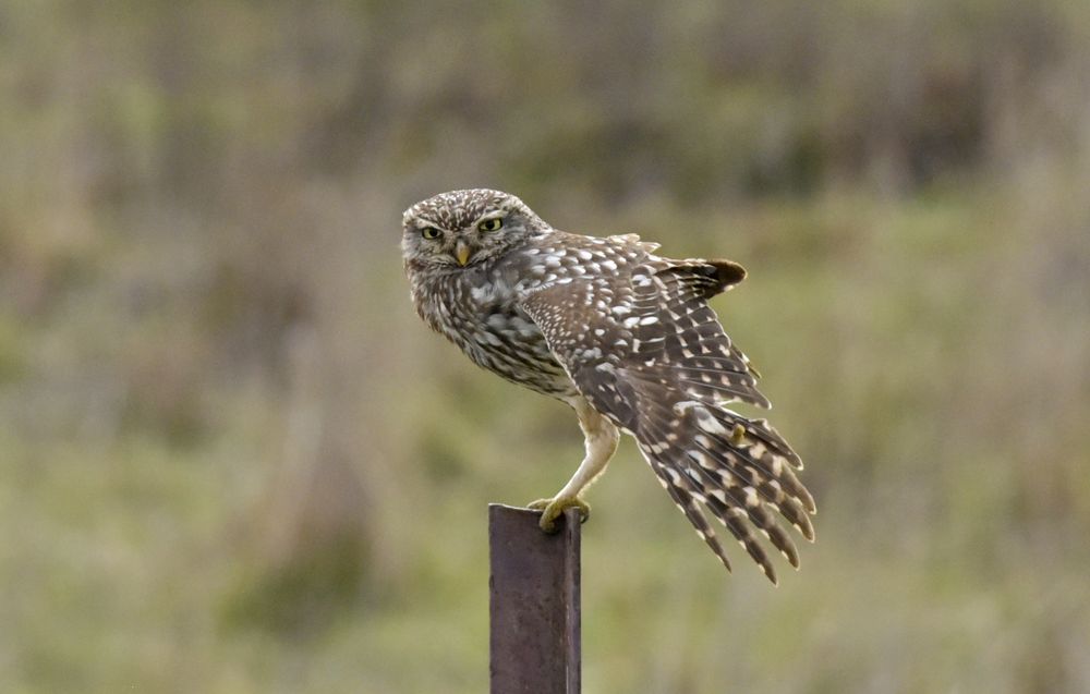 Kauz 2 Foto & Bild | tiere, wildlife, wild lebende vögel Bilder auf ...