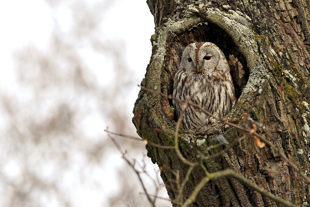 KAUZ ... Foto & Bild | tiere, wildlife, wild lebende vögel Bilder auf ...