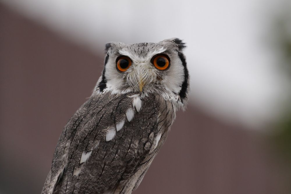 Kauz Foto & Bild | tiere, zoo, wildpark & falknerei, vögel Bilder auf ...