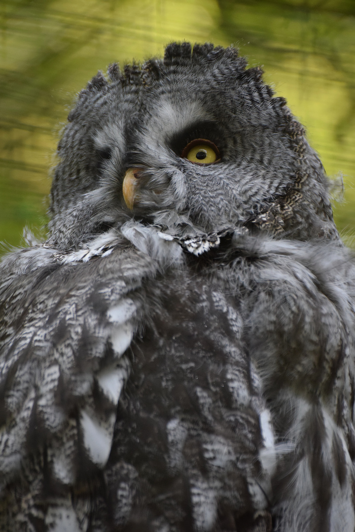Kauz Foto & Bild | tiere, zoo, nrw Bilder auf fotocommunity