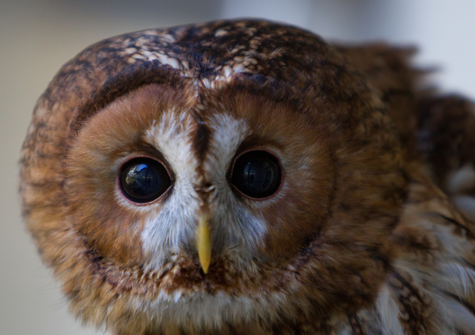 kauz Foto & Bild | tiere, wildlife, wild lebende vögel Bilder auf ...