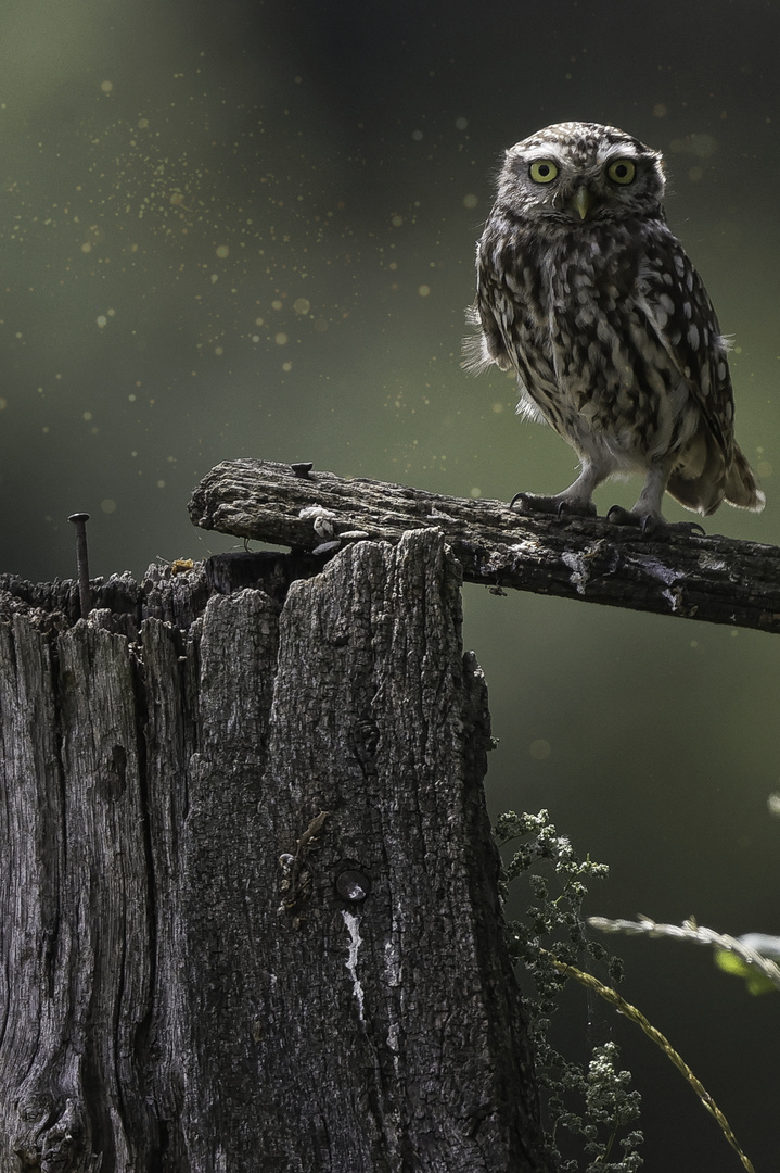 kauz Foto & Bild | tiere, wildlife, wild lebende vögel Bilder auf ...