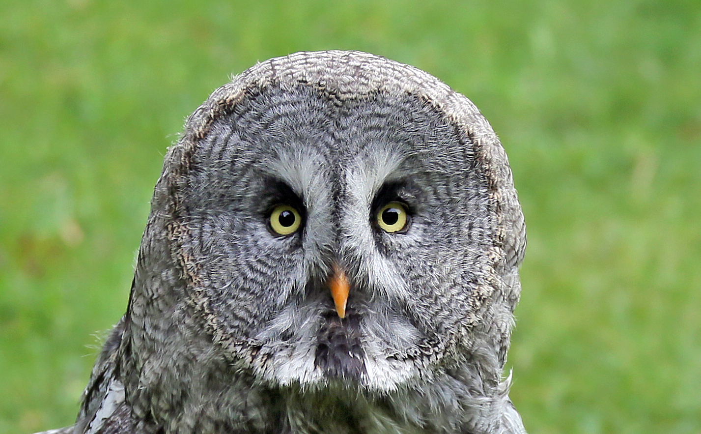 Kauz - Bartkauz - Foto & Bild | natur, zoo, tiere Bilder auf fotocommunity