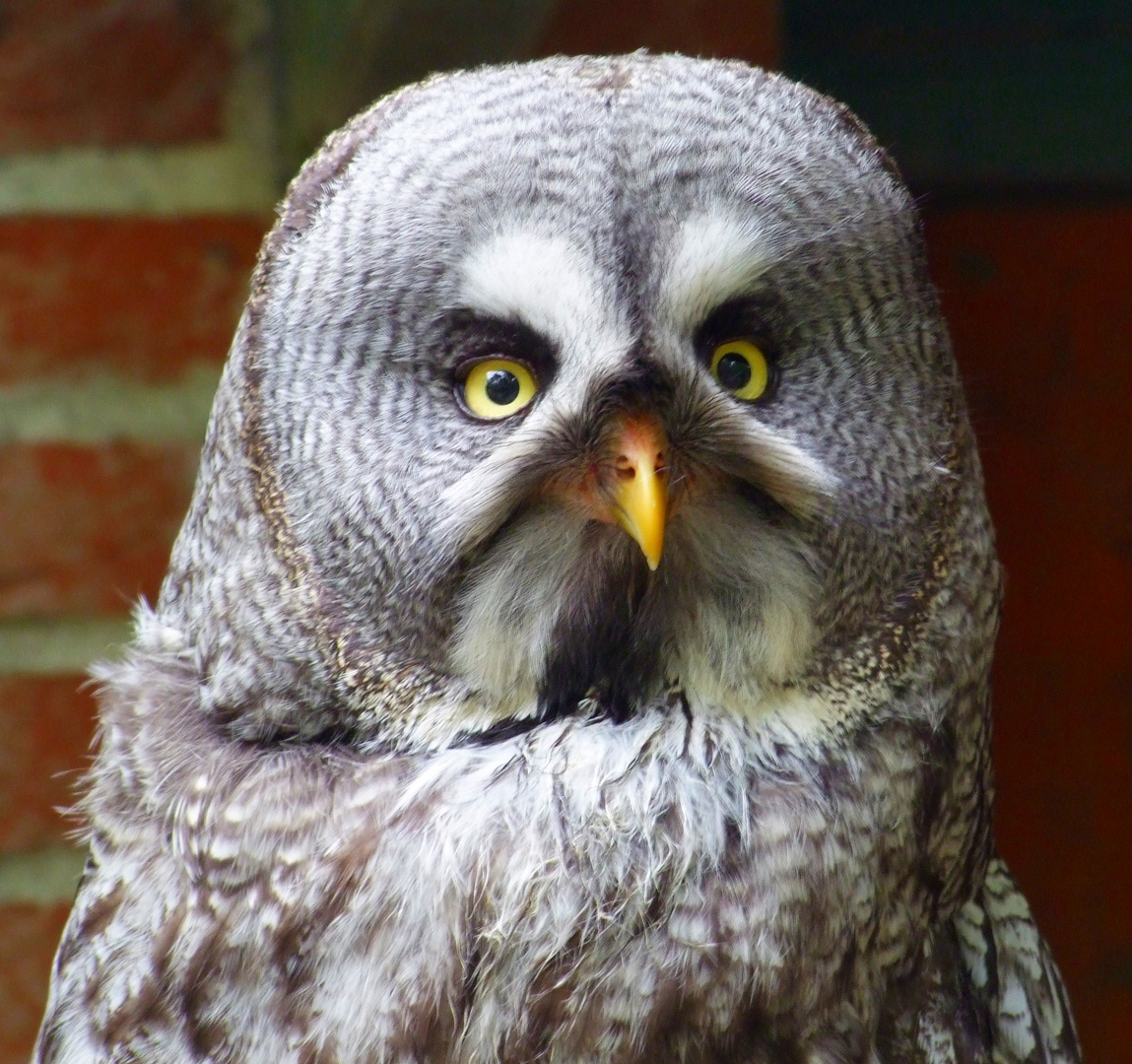 Kauz Foto & Bild | tiere, zoo, wildpark & falknerei, vögel Bilder auf ...