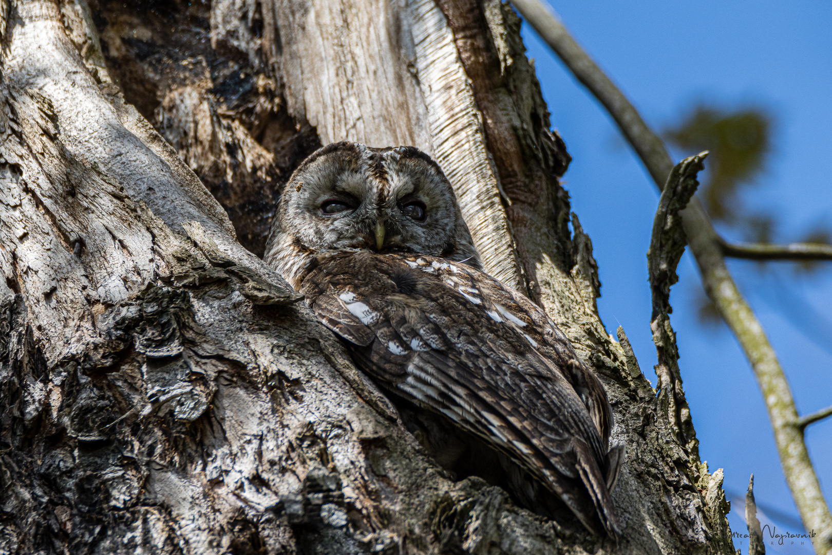 Kauz Foto & Bild | tiere, wildlife, wild lebende vögel Bilder auf ...