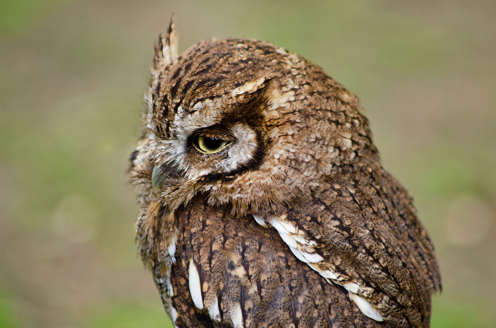 Kauz? Foto & Bild | tiere, zoo, wildpark & falknerei, vögel Bilder auf ...