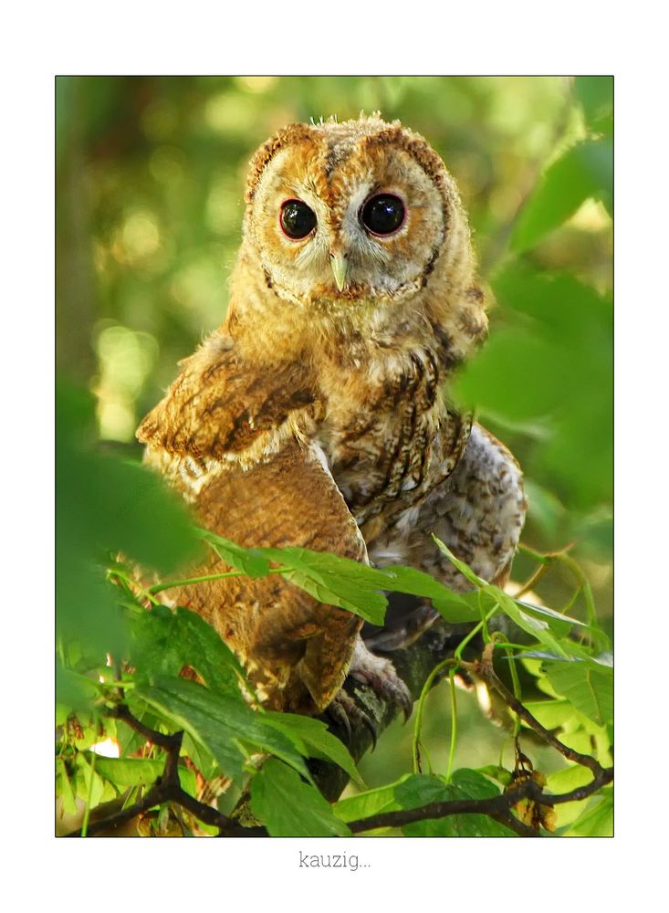 Kauz Foto & Bild | reportage dokumentation, tiere, alltagsreportage ...