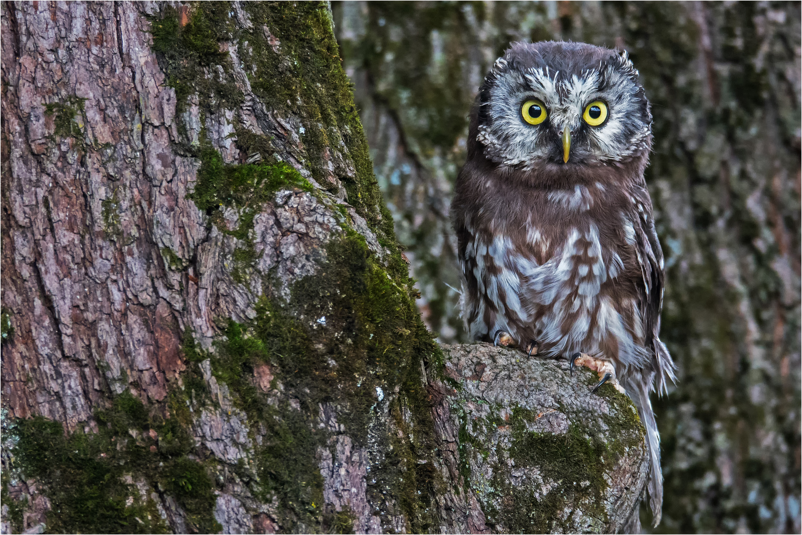 Kauz Foto & Bild | tiere, wildlife, wild lebende vögel Bilder auf ...