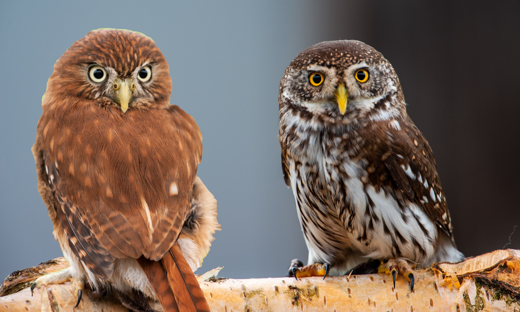Kauz Foto & Bild | natur Bilder auf fotocommunity