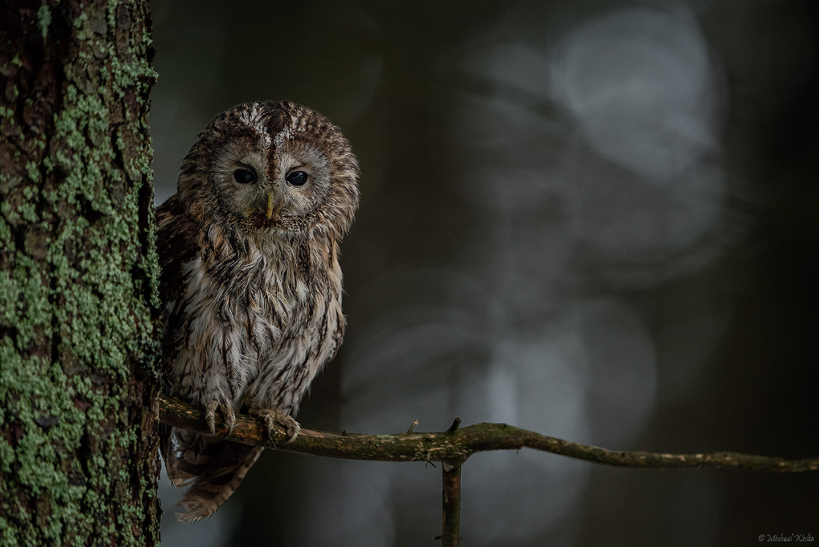 Kauz im Fichtenwald Foto & Bild | tiere, zoo, wildpark & falknerei ...