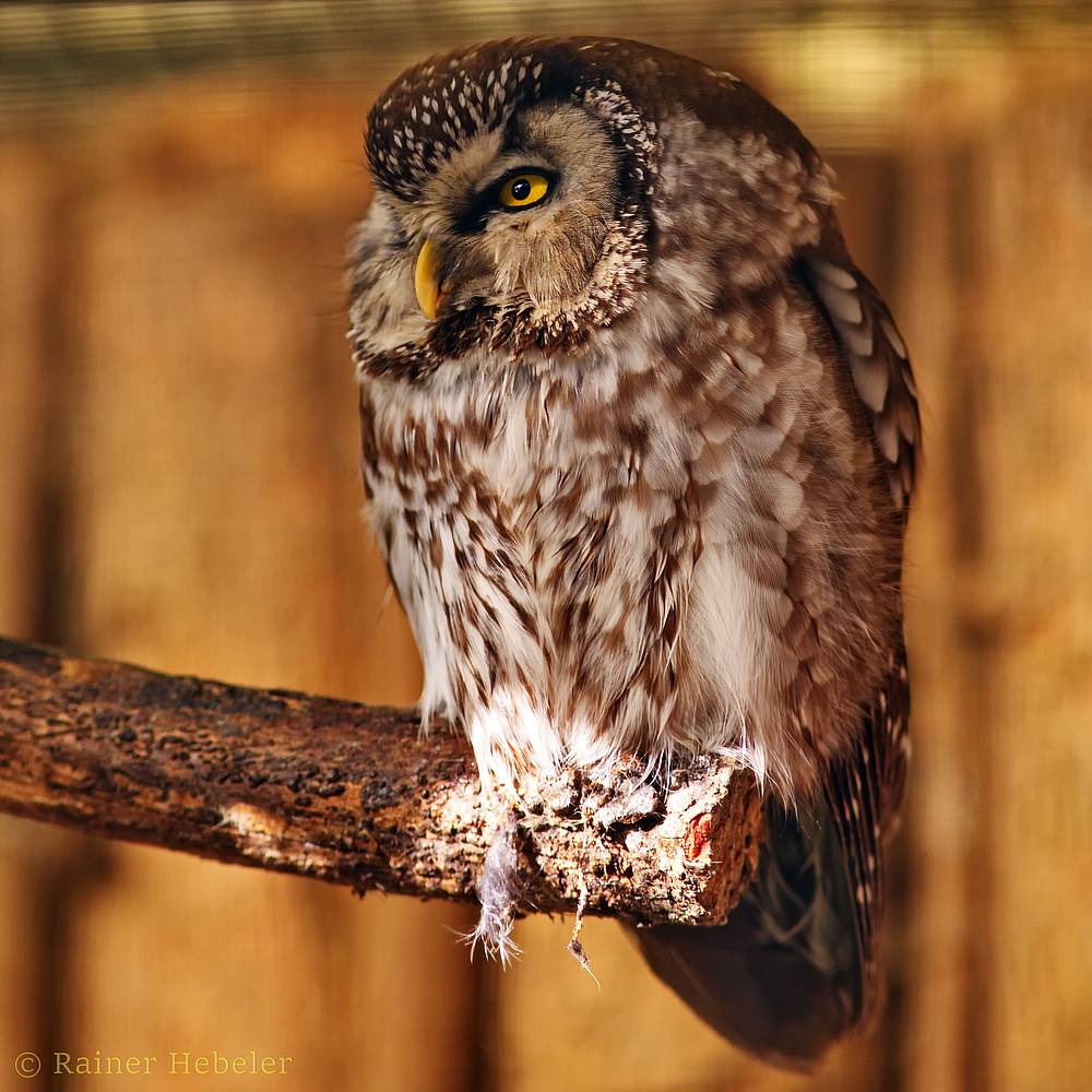 Kauz ... Kauzig ... Foto & Bild | tiere, zoo, wildpark & falknerei ...