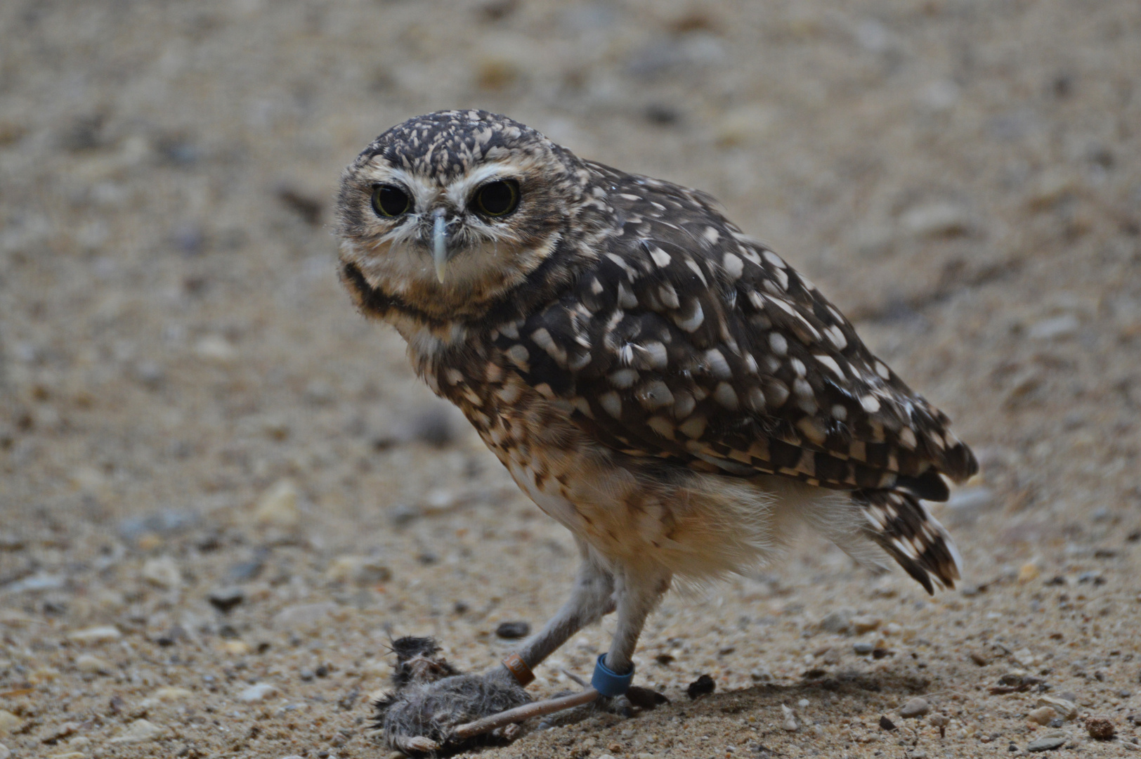 Kauz mit Maus Foto & Bild | natur, vogel, blick Bilder auf fotocommunity