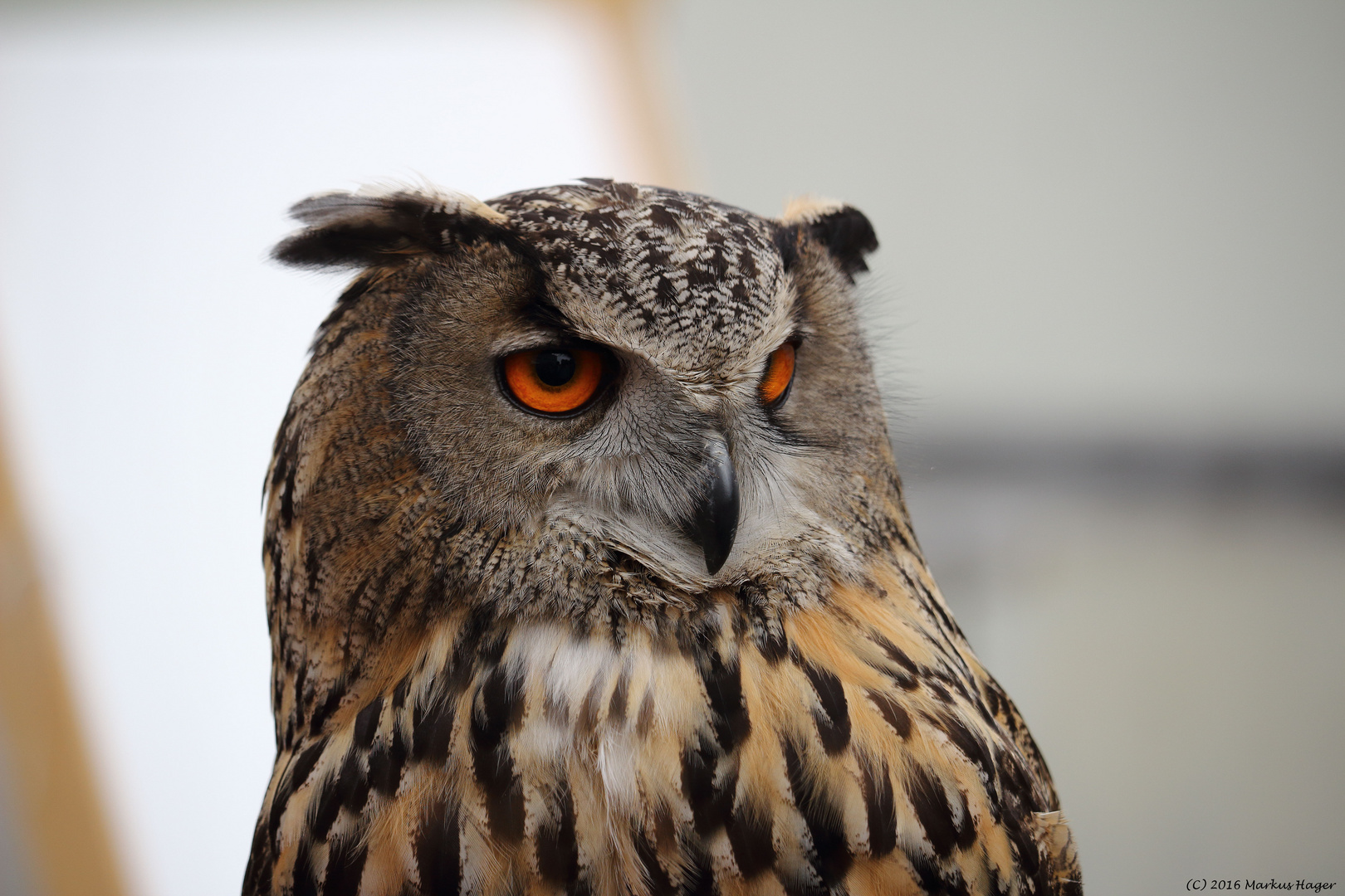 Kauz oder Eule Foto & Bild | kreuz und quer, natur, eule Bilder auf ...