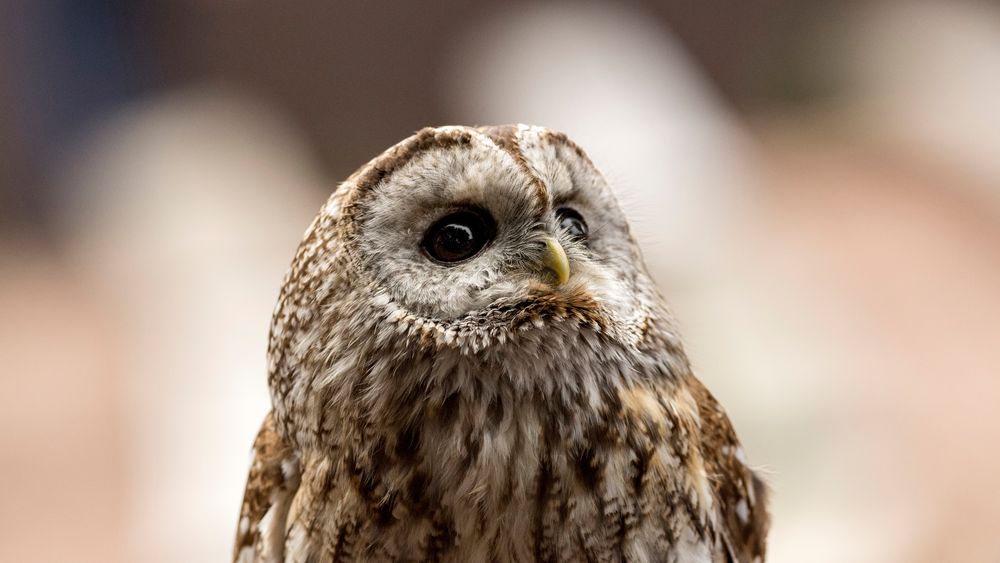 Kauz - Owl Foto & Bild | owl, kauz, natur Bilder auf fotocommunity