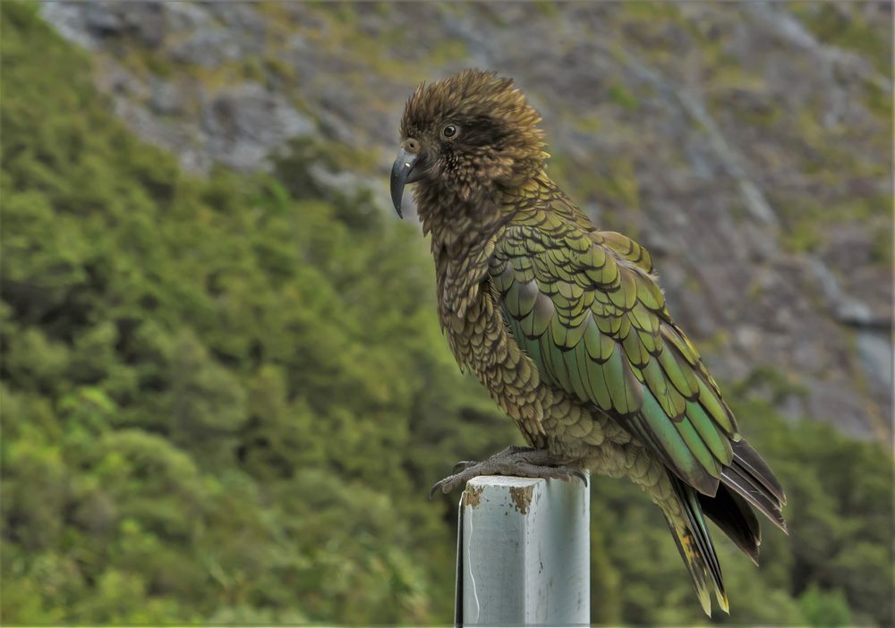 Kea Foto & Bild | natur, tiere, vögel Bilder auf fotocommunity