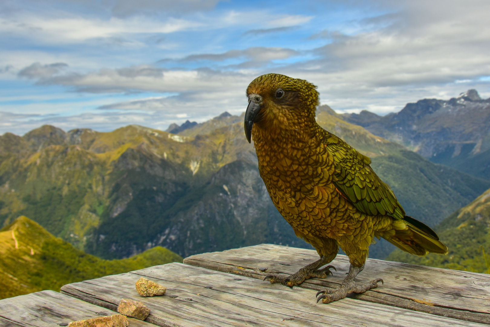 KEA Foto & Bild | tiere, wildlife, wild lebende vögel Bilder auf ...