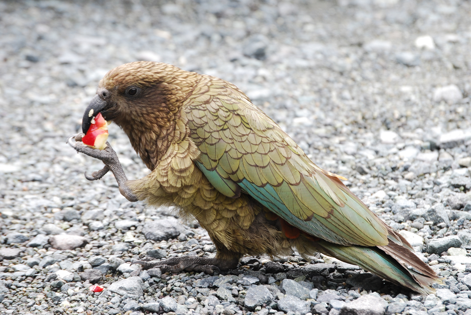 KEA unterwegs ... Foto & Bild | tiere, wildlife, wild lebende vögel ...