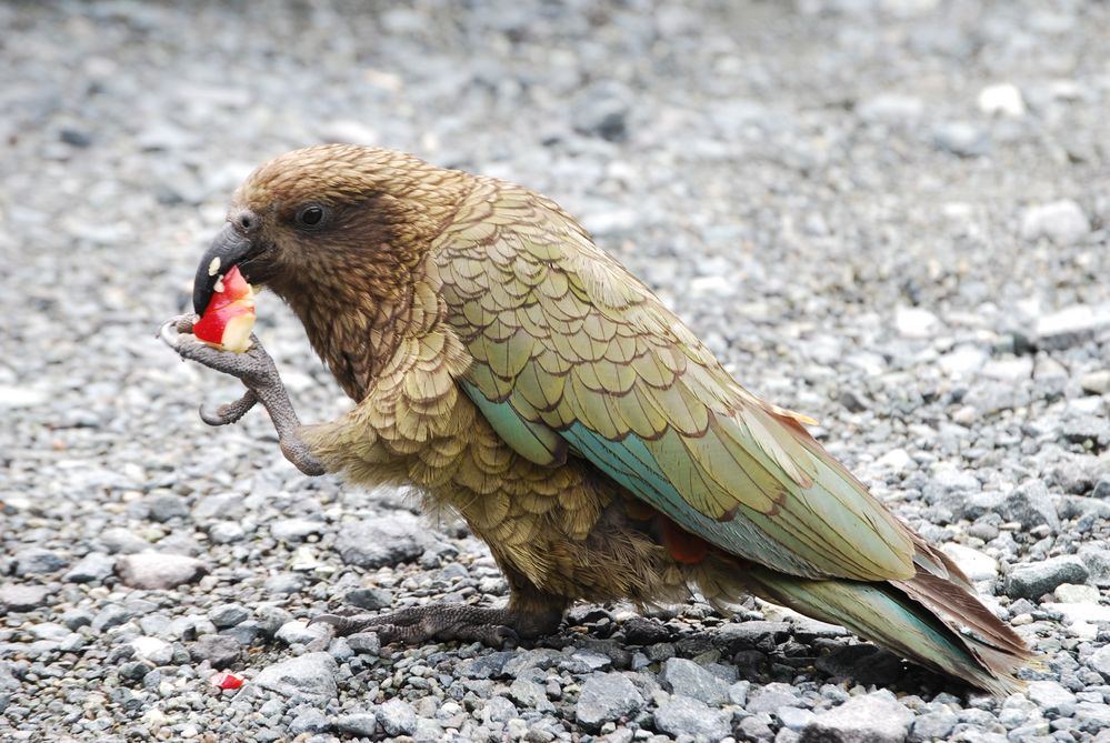 KEA unterwegs ... Foto & Bild | tiere, wildlife, wild lebende vögel ...