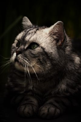 Katzen, Katzenbilder, Katzenfotos