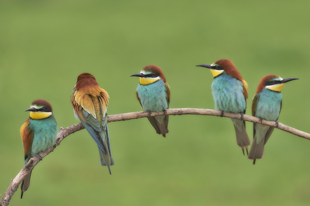 Keep Distance Foto & Bild | fotos, natur, vogel Bilder auf fotocommunity