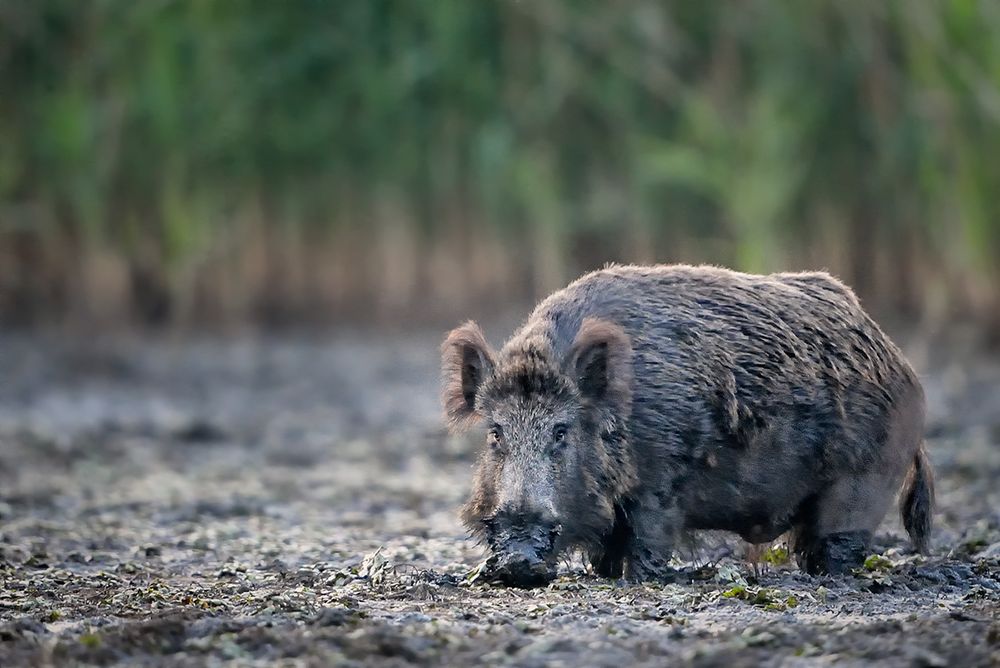 Keiler Foto & Bild | tiere, wildlife, säugetiere Bilder auf fotocommunity