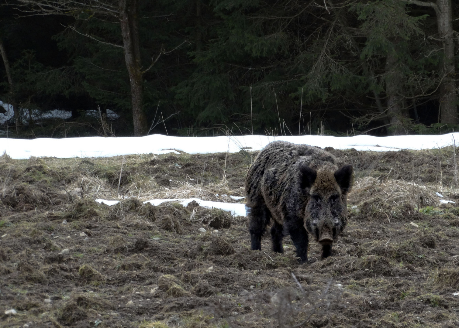 Keiler Foto & Bild | wald, winter, natur Bilder auf fotocommunity